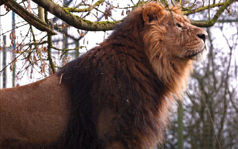 What Are The Different Types Of Lions? Hear Them Rawr!