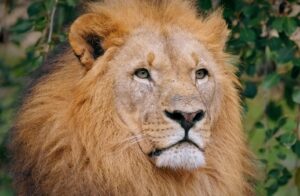 What Are The Different Types Of Lions? Hear Them Rawr!