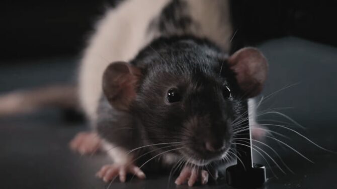 Eco-Friendly Rodent Control: Natural Solutions for a Pest-Free Home