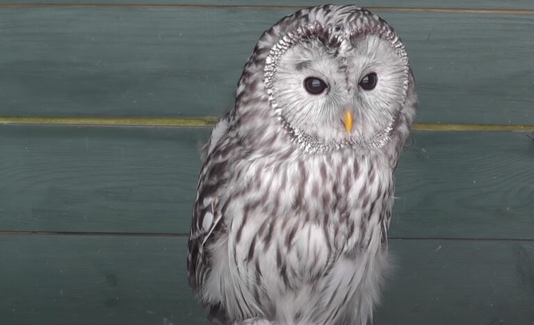 List Of 12 Animals That Start With U