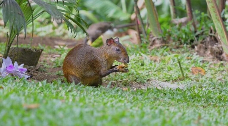 11 Interesting Animals In Guatemala - Exploring The Unique Wildlife
