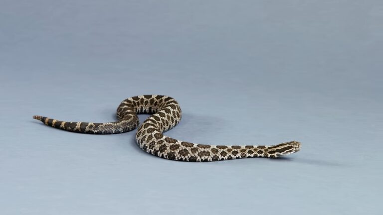 10 Common Dangerous Animals In Ohio