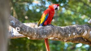 11 Interesting Animals In Guatemala - Exploring The Unique Wildlife