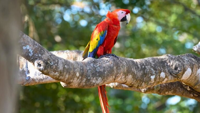 11 Interesting Animals In Guatemala - Exploring The Unique Wildlife