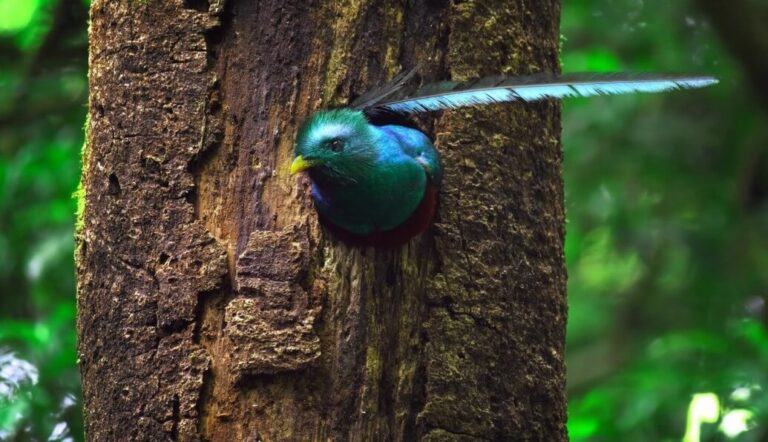 11 Interesting Animals In Guatemala - Exploring The Unique Wildlife