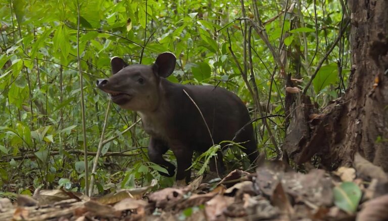 11 Interesting Animals In Guatemala - Exploring The Unique Wildlife