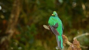 11 Interesting Animals In Guatemala - Exploring The Unique Wildlife