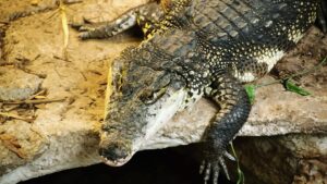 11 Interesting Animals In Guatemala - Exploring The Unique Wildlife