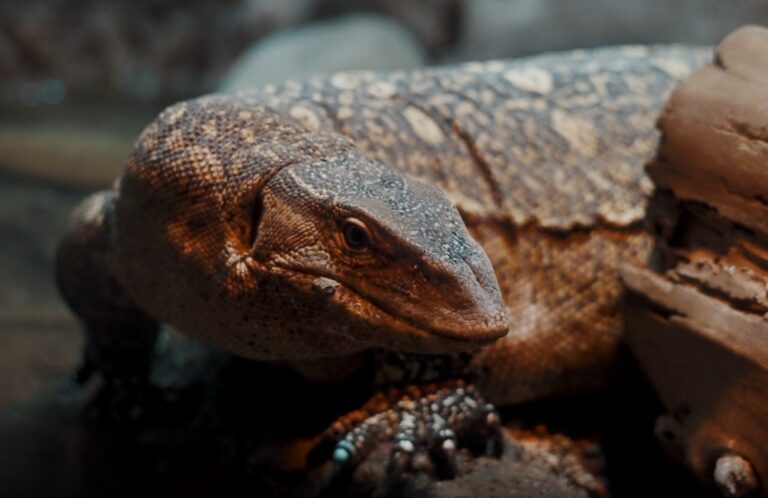 A Guide To Animals That Are Not Mammals