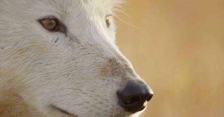 What Is A Female Wolf Called? - Unveiling Wolf Terminology and Behavior