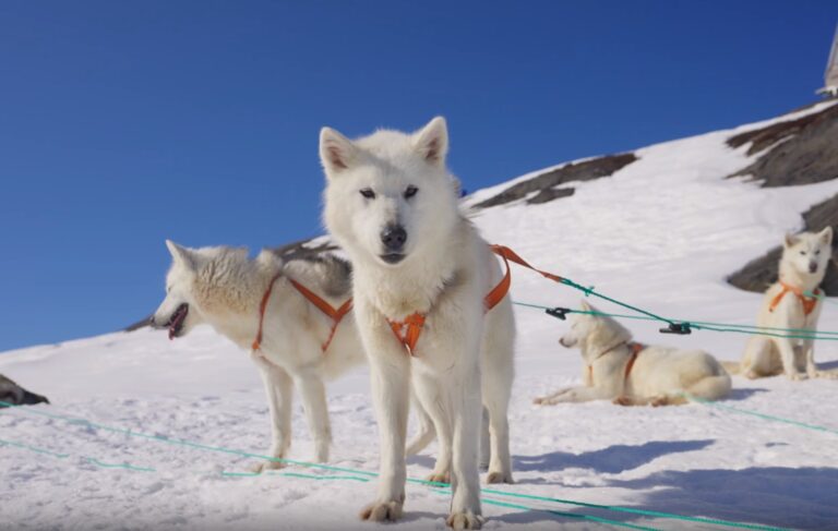 Is A Husky A Wolf? Exploring Their Origins and Comparison