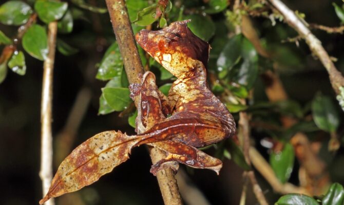 10 Most Dangerous Animals In Puerto Rico That Can Kill