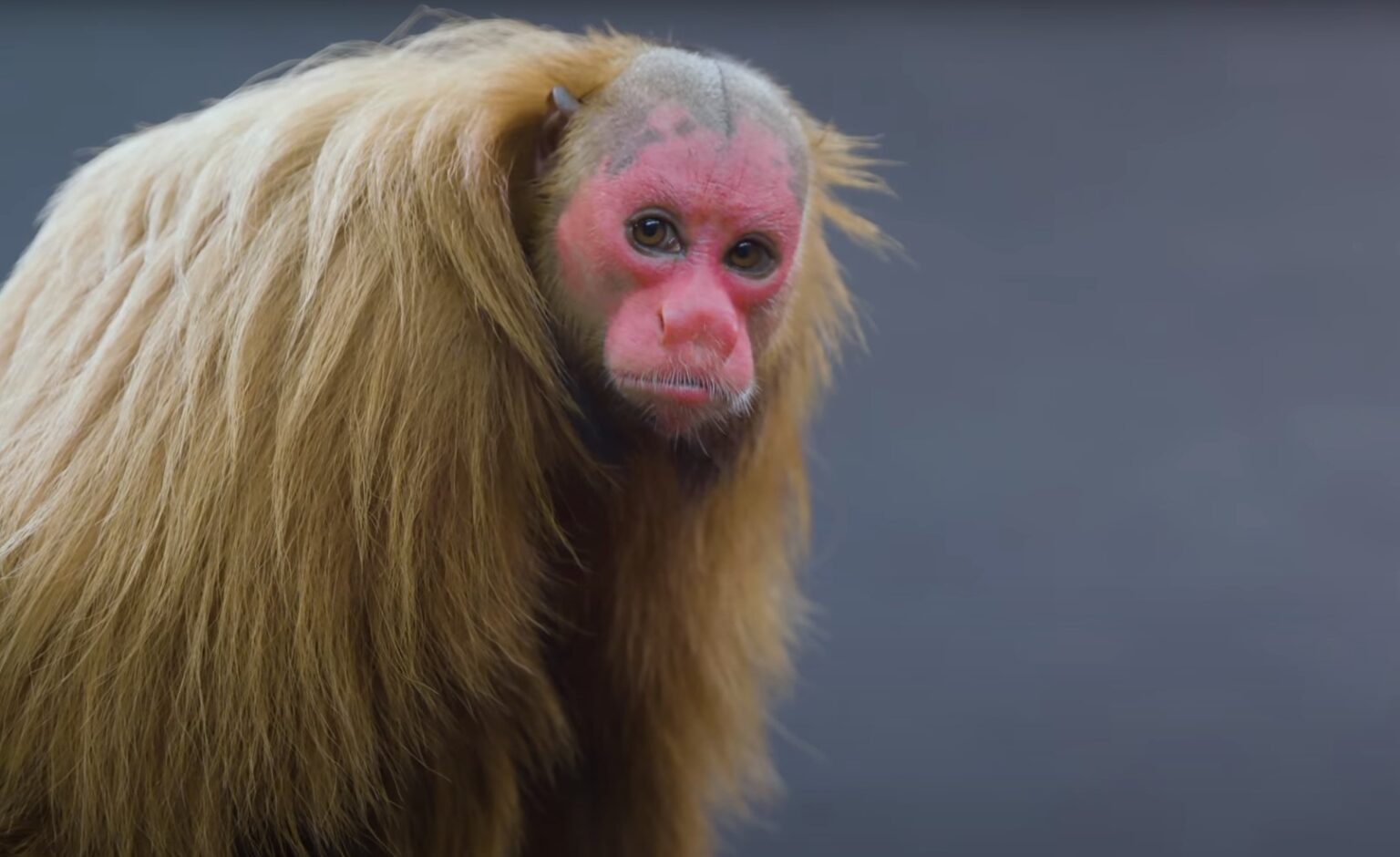 List Of 12 Animals That Start With U