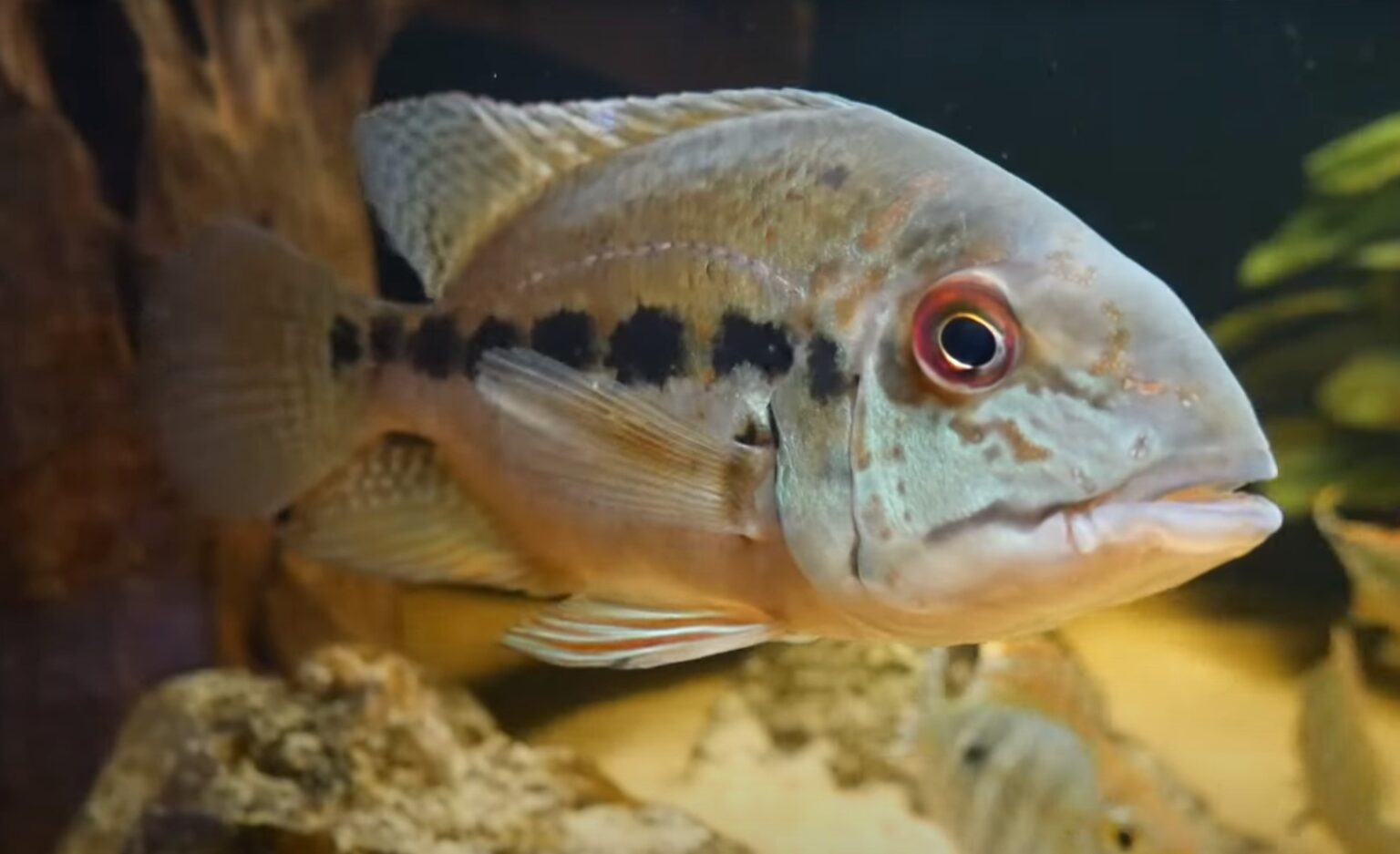 List Of 12 Animals That Start With U