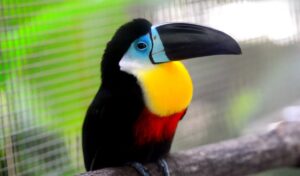 11 Interesting Animals In Guatemala - Exploring The Unique Wildlife