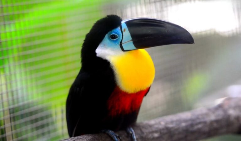 11 Interesting Animals In Guatemala - Exploring The Unique Wildlife