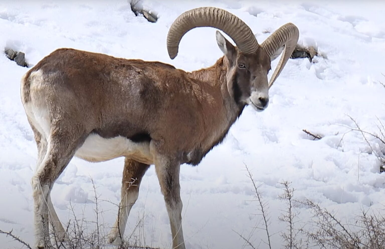 List Of 12 Animals That Start With U