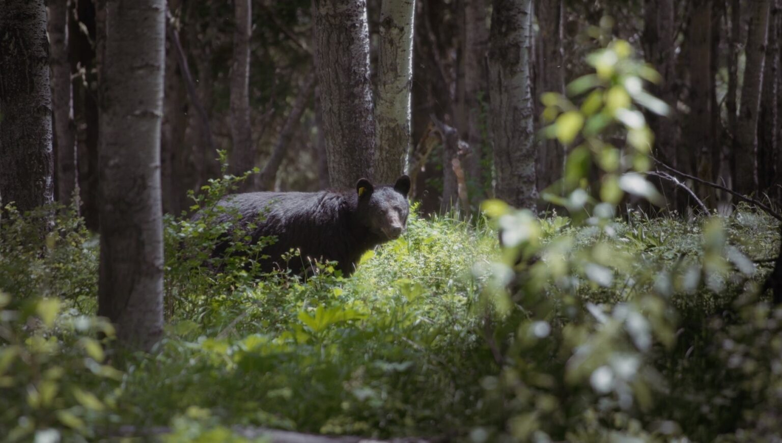 8 Common Dangerous Animals In Virginia
