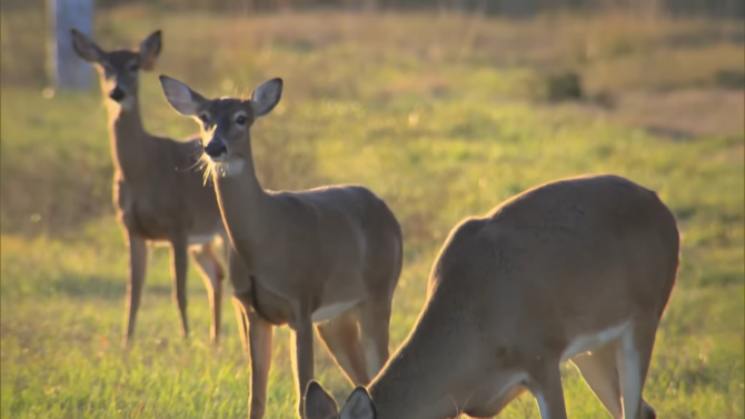10 Common Dangerous Animals In Ohio