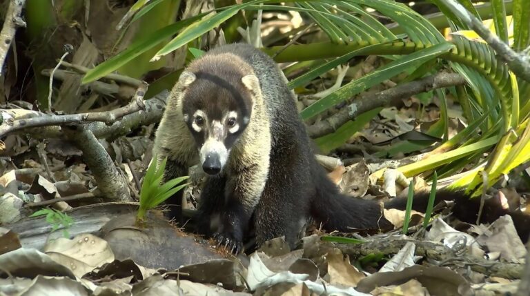 11 Interesting Animals In Guatemala - Exploring The Unique Wildlife