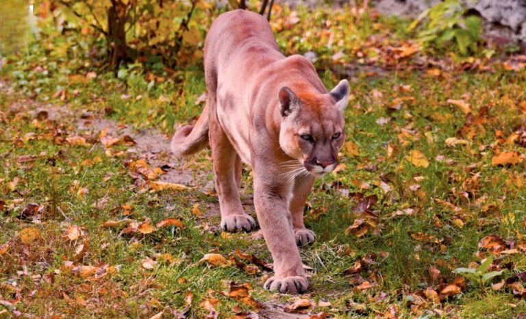 11 Interesting Animals In Guatemala - Exploring The Unique Wildlife