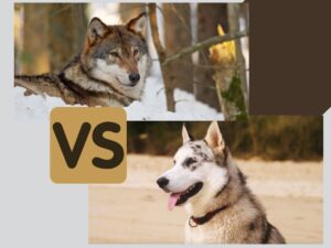 Is A Husky A Wolf? Exploring Their Origins and Comparison