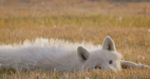 What Is A Female Wolf Called? - Unveiling Wolf Terminology and Behavior