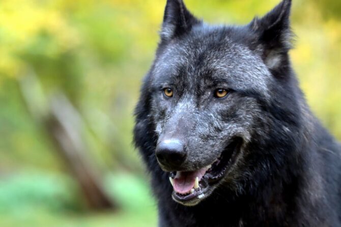 What Does A Black Wolf Symbolize?