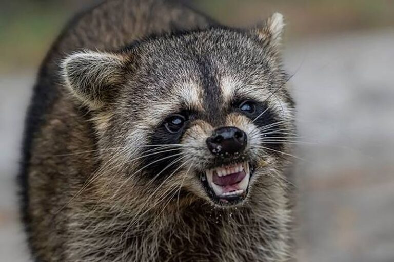 15 Smartest Animals In The World Ranked By Intelligence