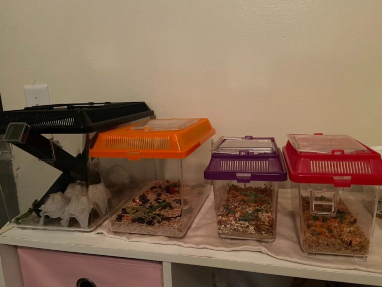 How To Store Live Feeder Insects