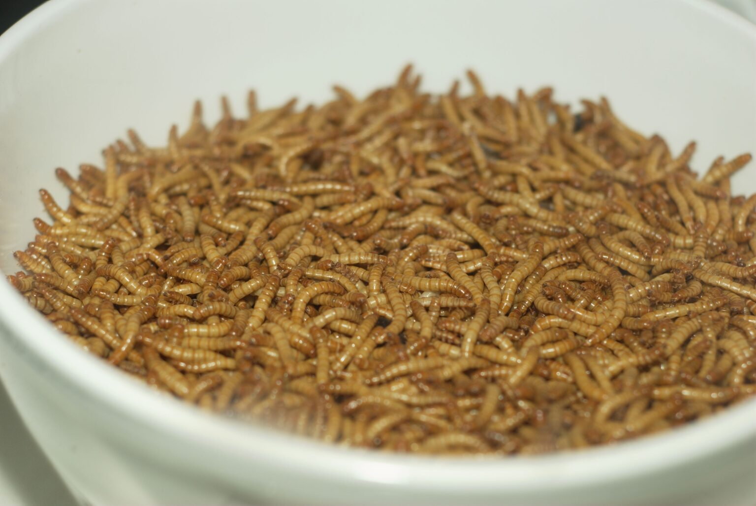 How To Store Live Feeder Insects