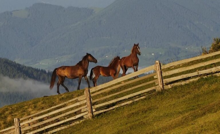 Most Iconic Wild Horse Populations Around the World