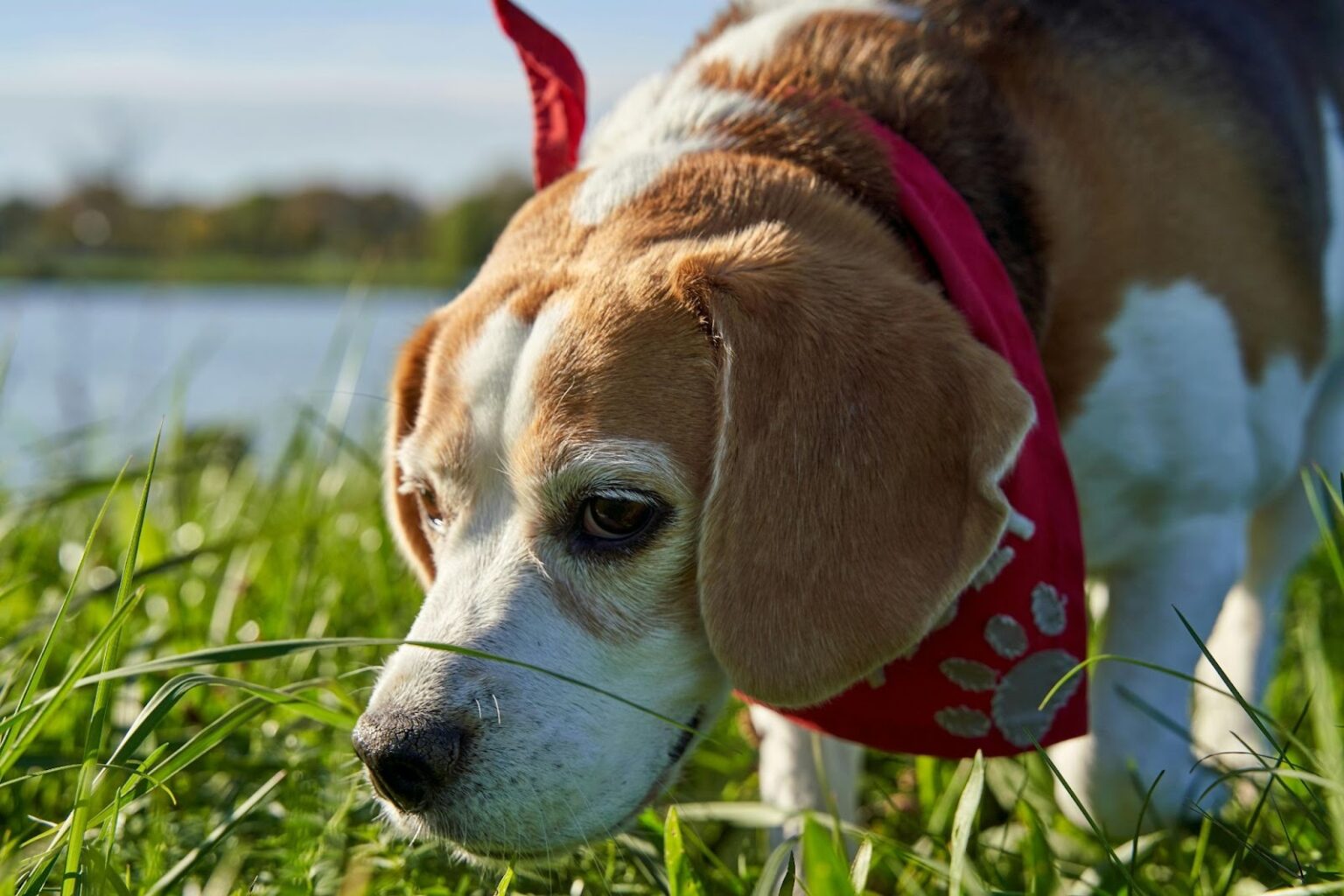 Understanding Dog Breeds with Powerful Noses